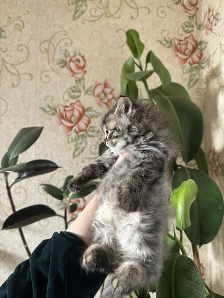 Срочно ! Скоттиш хайленд котенок