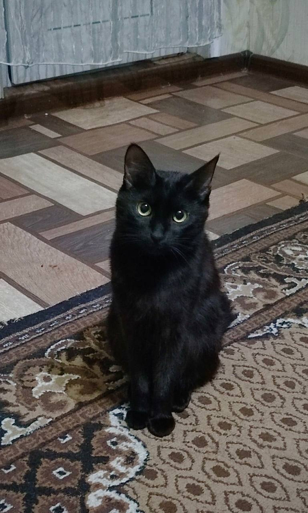 Кошка в добрые руки