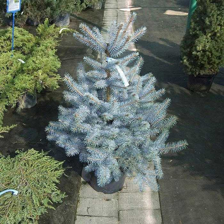 Голубая ель - Picea pungens
