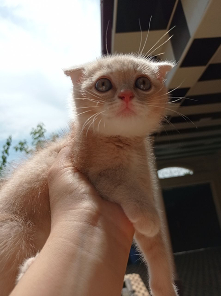 Кошка скодш фолд