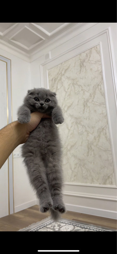 Scottish fold Og'il bola 20 kunlik