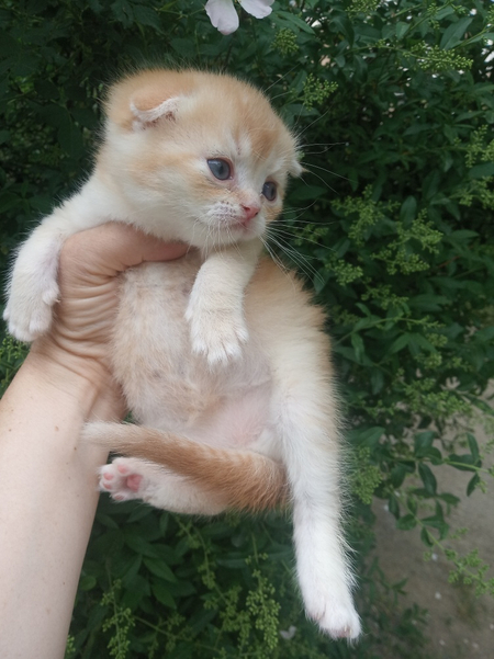 Продаётся котёнок