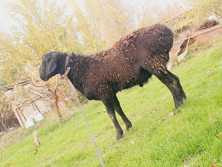qochqor bor 1 ta qoldi divomman kelishadigan joyi bor