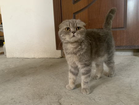 Продам Кошку