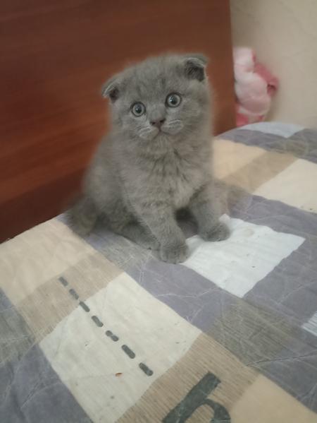 Шотландский вислоухий