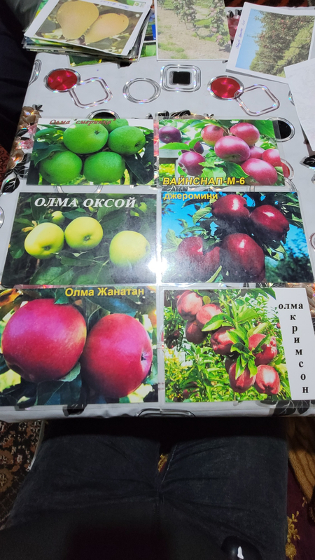 Serxosil meva daraxtlari.
