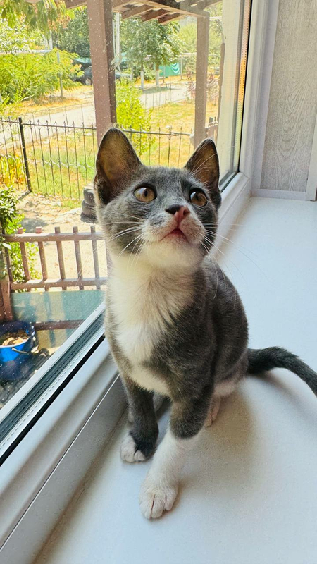 Отдам даром котенок
