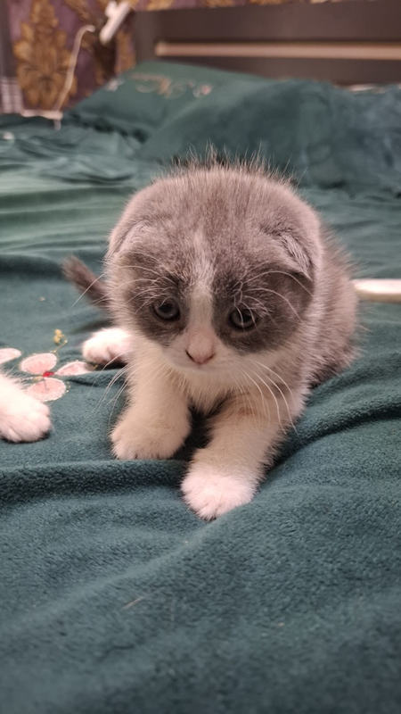 Scottish fold cat