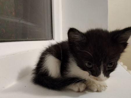 Маленький котенок