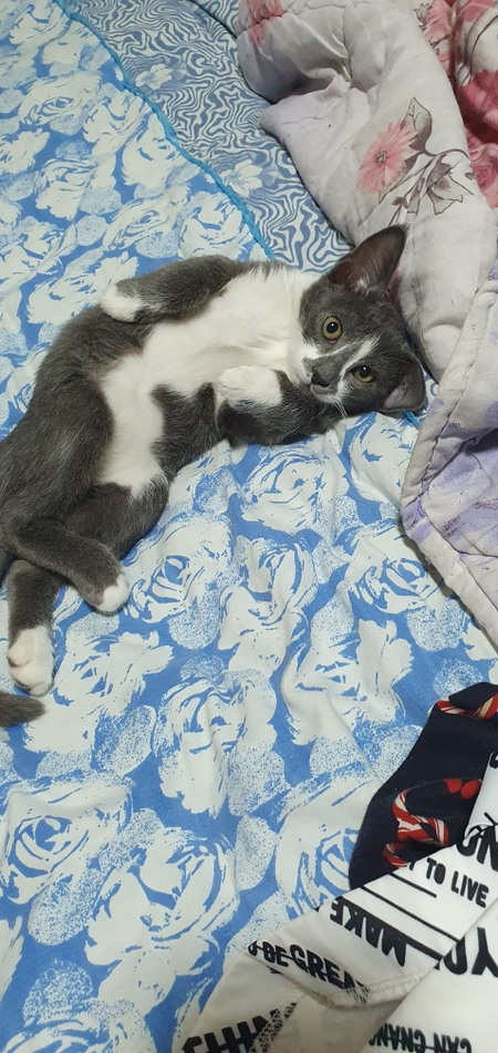 Котенок 2,5 месяца
