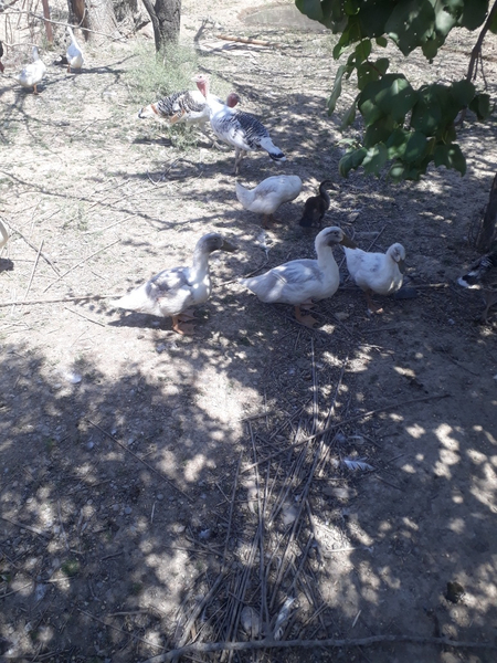 Голубой фаворит.