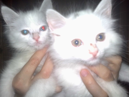 Котятки турецкой ангоры, 2 месяца