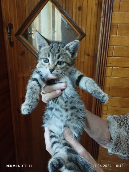 Отдам даром котенка