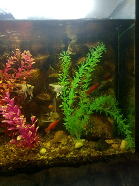 Akvarium baliqlari bilan
