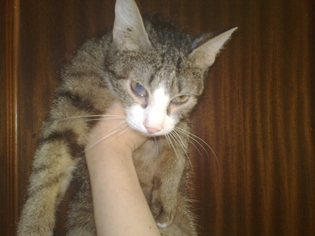 Плюшевый, разноглазый котик, кастрирован.