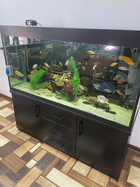 Akvarium Tozalash xizmati