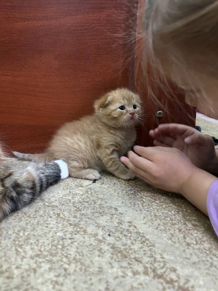 Шотландский скоттиш фолд