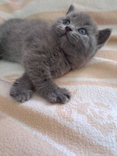 Продается котенок скоттиш страйт, крупный, красивый мальчик.