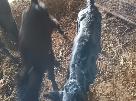 Egizak tuqqan Angus Sigir sotiladi