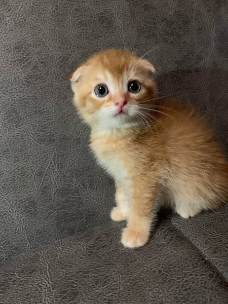 Котята очень ласковые и игривые