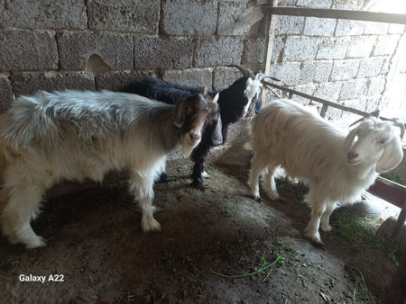 Qóy va qózilar sotiladi