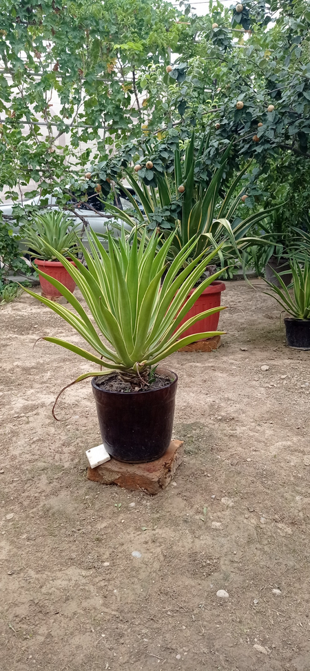 Agava gullar sotamiz.