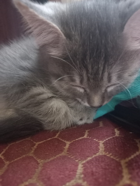 Отдадим бесплатно котят