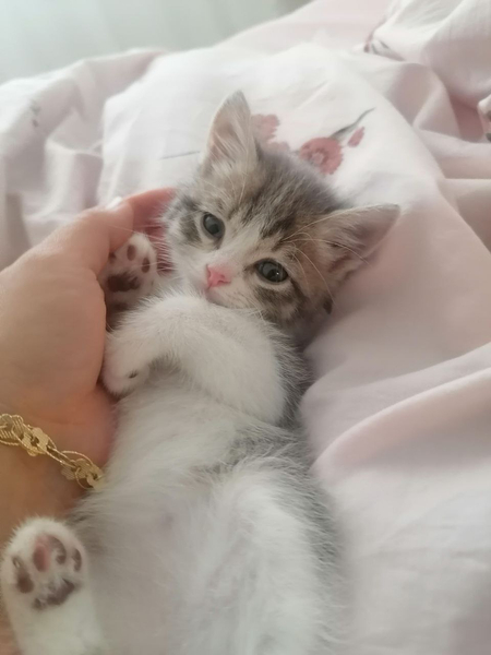Котенок скотиш страйд Mushukcha Skotishi strayd