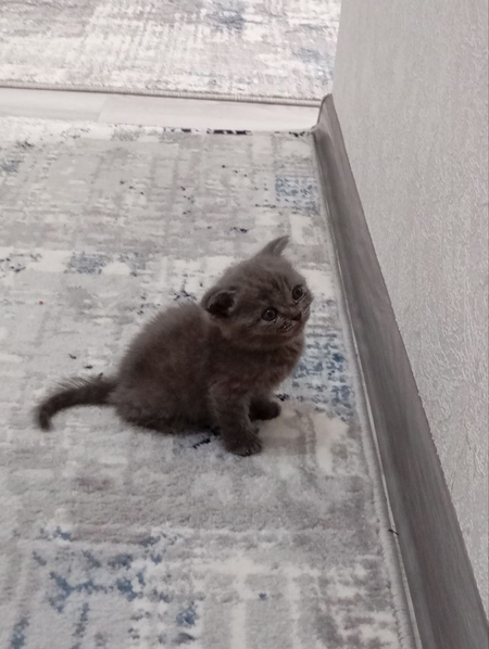 Scottish fold/Котята Шотландская вислоухие