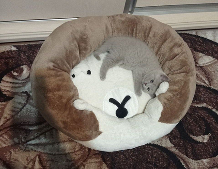 Лиловый британский котёнок