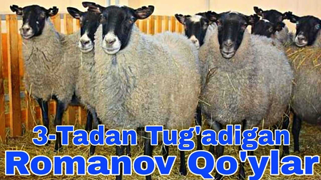 Романов 4та тугадиган куй