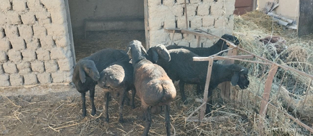 Qõchqorlar sotiladi