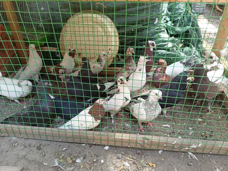 Продаются Голуби