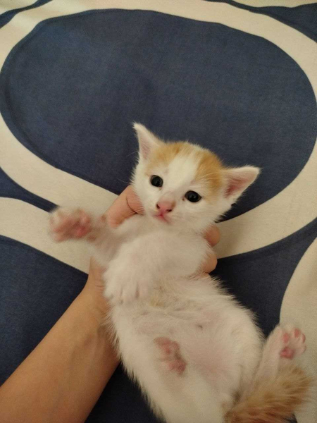 Отдам котят/Mushukchalarni beraman