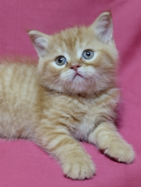 Продаю котят шотландские
