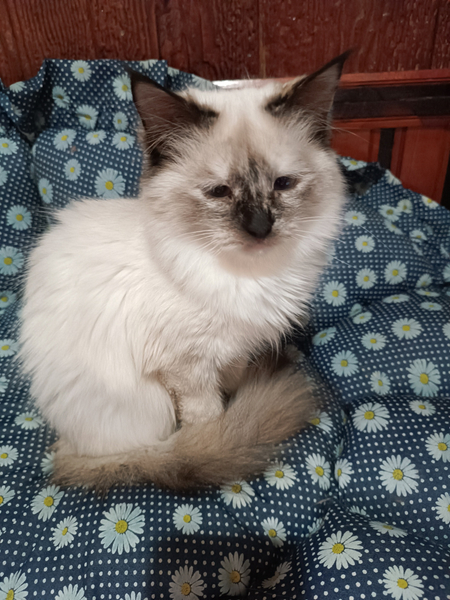 Балинезийкий котёнок! 4 месяца.