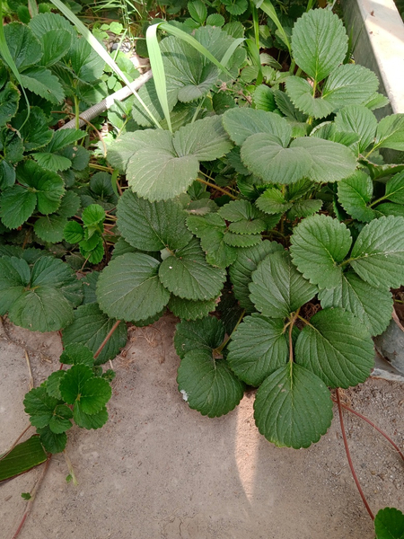 Qlubnika kochatlari