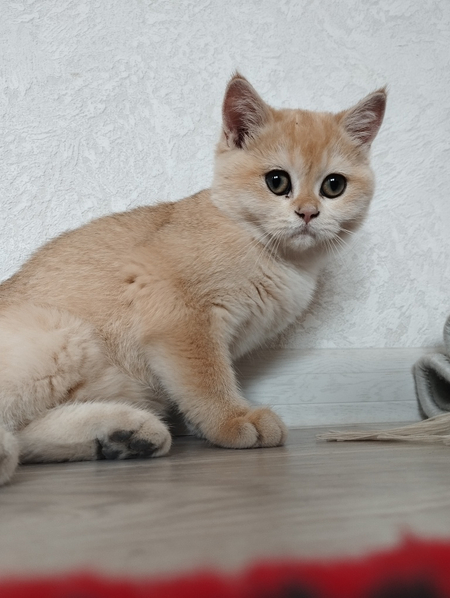 Золотая шиншилла