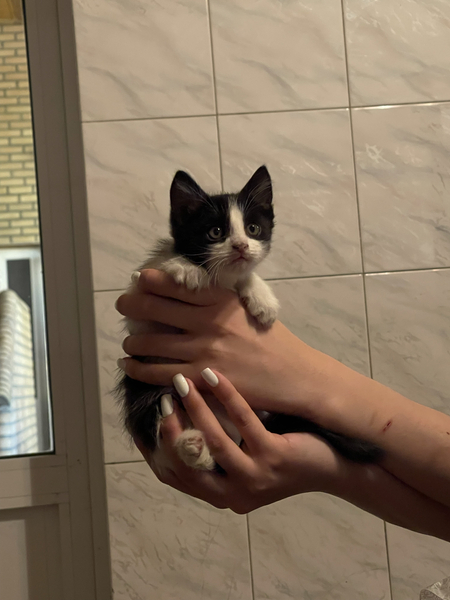 Котята даром