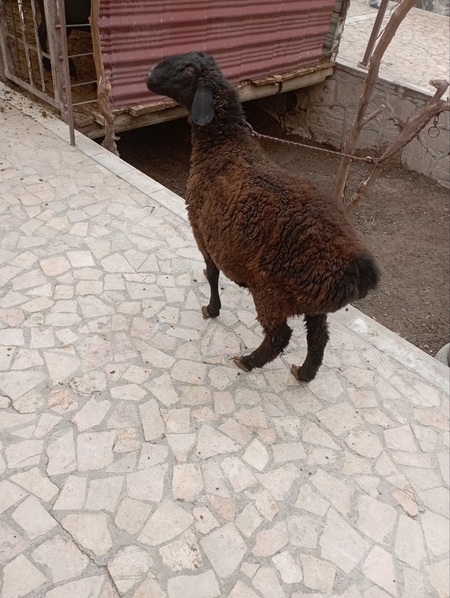 Moda qoʻy sotiladi