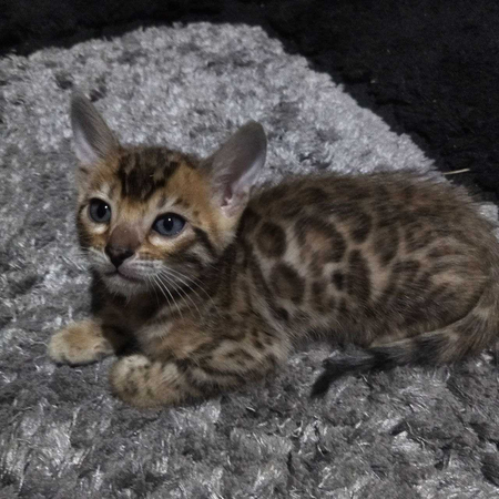Котята бенгальской породы