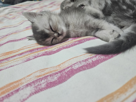 Котенок Скотиш Страйт