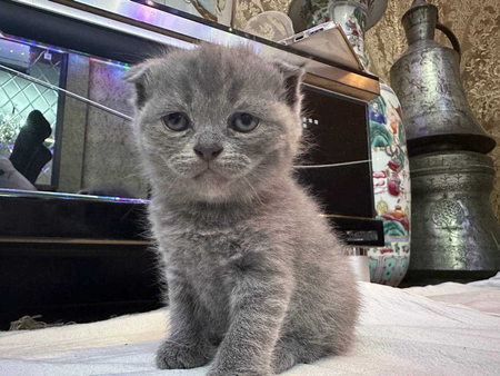 Вислоухие котята
