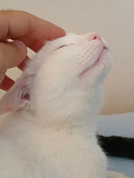 Домашний кошка 1,5 года