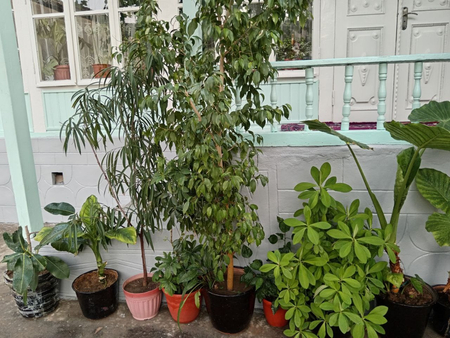 Хонаки гуллар экзотик декоратив гуллар