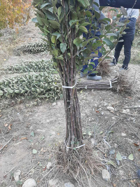 Мевали дарахт ОПТОМ