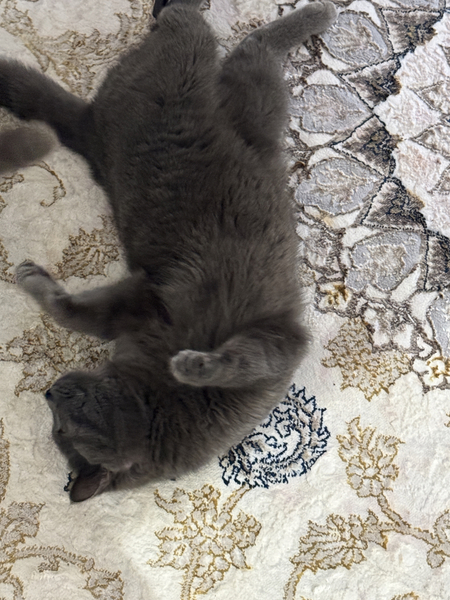 Скоттиш страйт