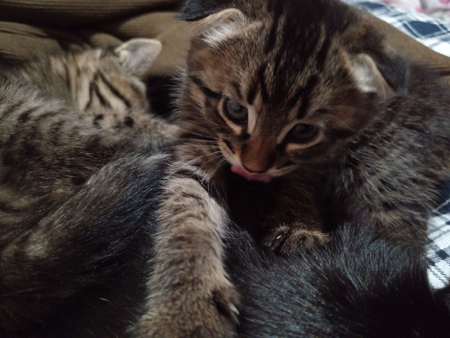 Котята ищут  добрых хозяев за маленькое вознаграждение  .