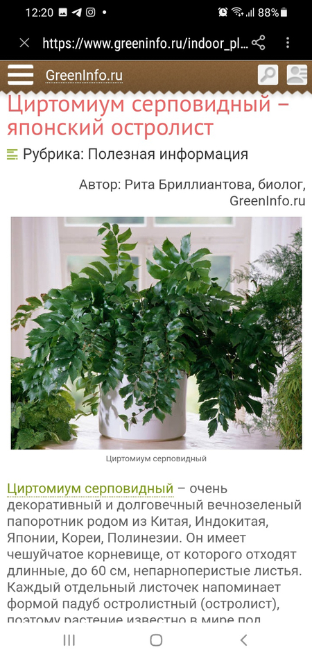 Продаётся папоротник