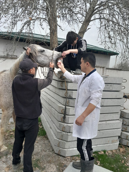 Malakali Veterinar xizmati